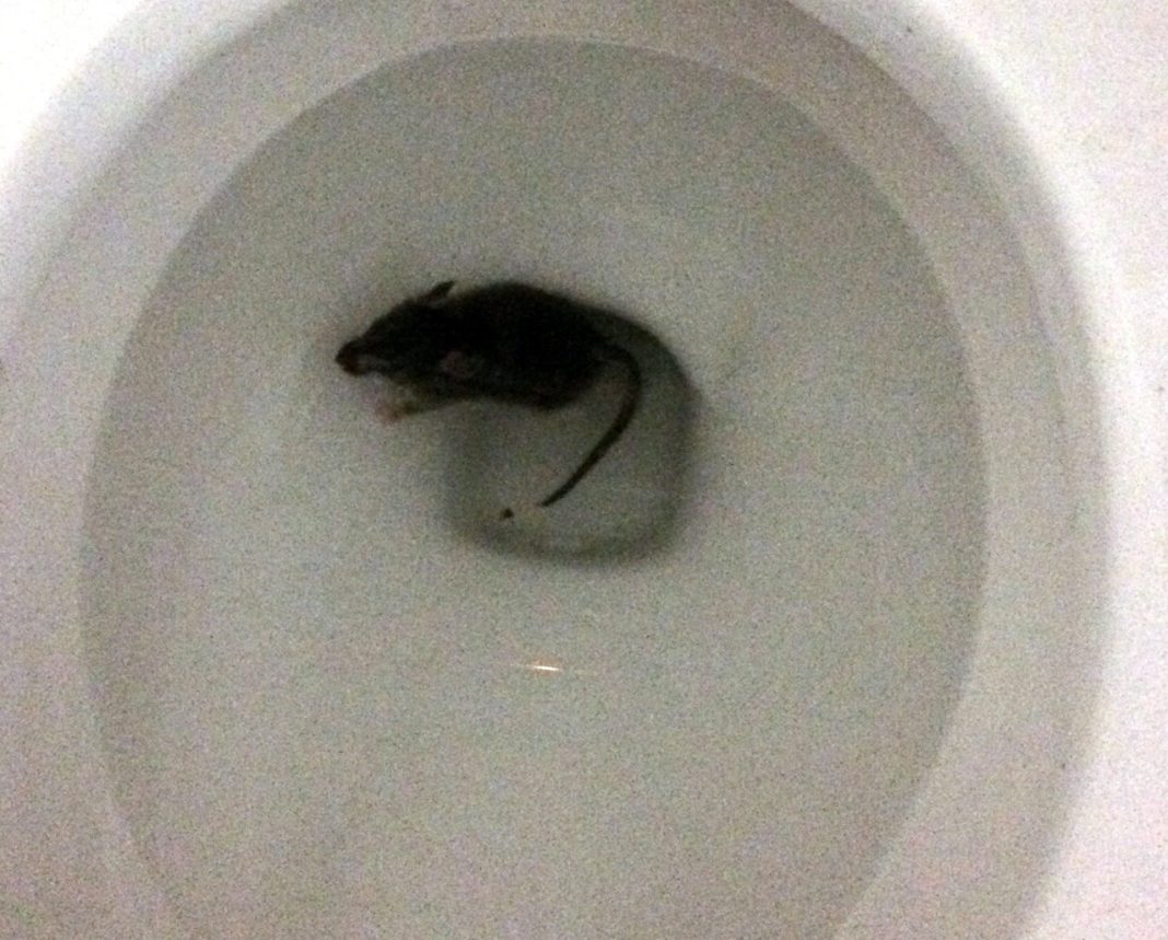 Haunting Urban Legends: Rats in the Toilet Bowl and The Leaping Lawyer ...